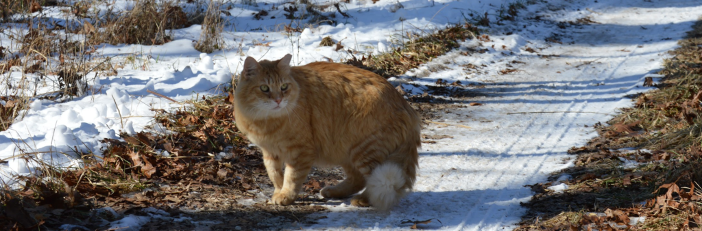 Mission Statement - Feral Cat Friends Inc.